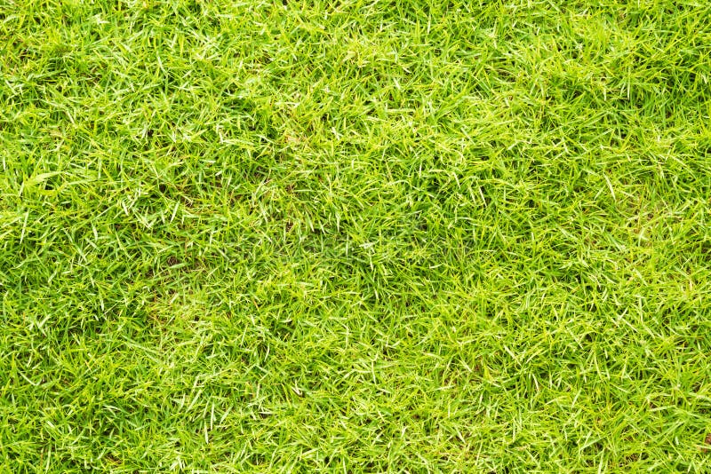 Green Grass Texture Background for Spring or Summer Stock Image - Image ...