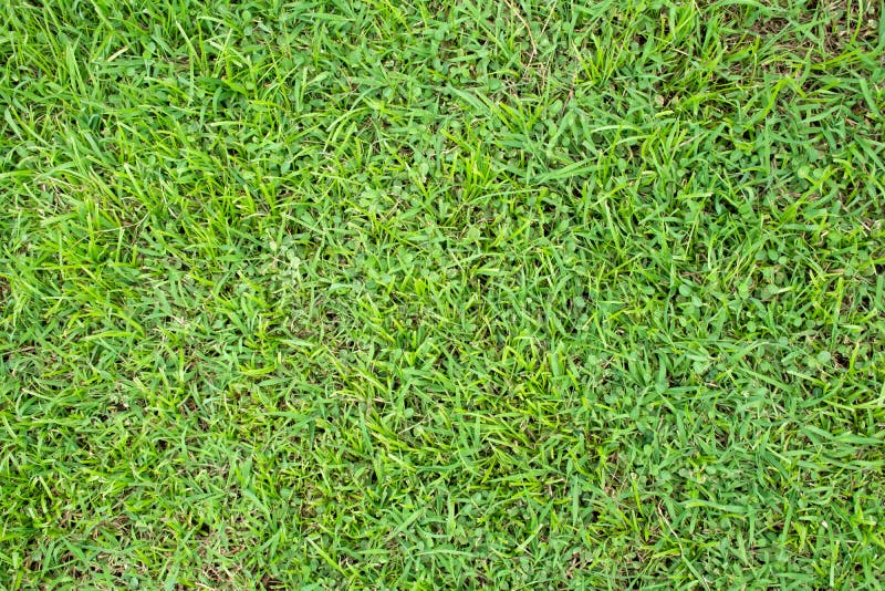 Artificial Green Grass Floor Texture Stock Image - Image of carpet ...
