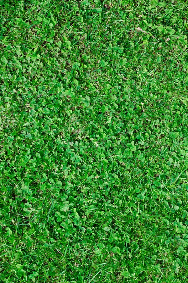 Green Grass Texture for Background, Very Good Texture Stock Photo ...
