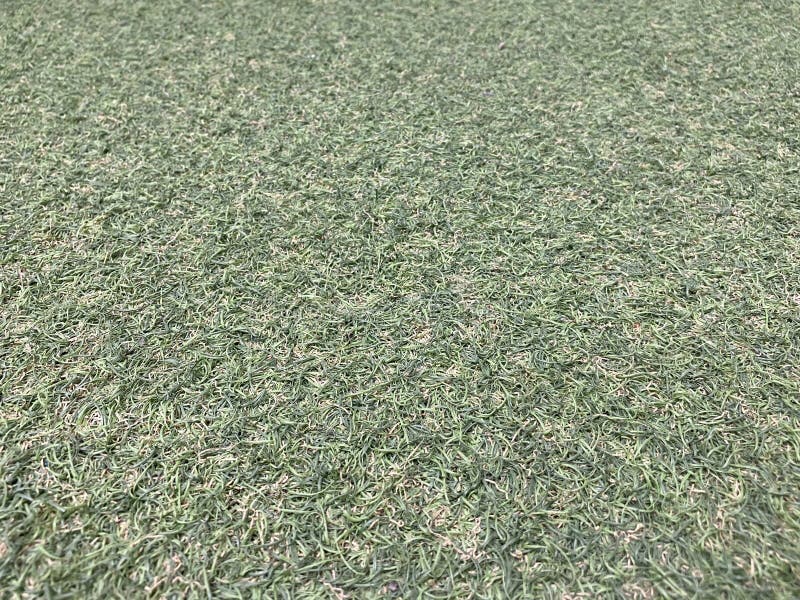 Green grass texture stock image. Image of natural, close - 181853237