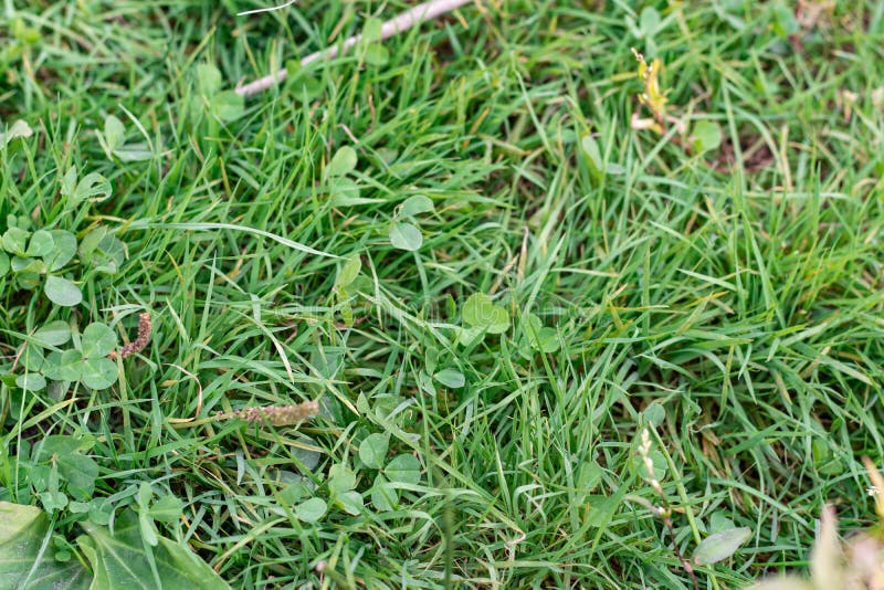 Green Grass Texture with Clover Stock Image - Image of clover, grounds ...