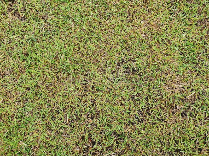 Green Grass Texture for Designer Stock Image - Image of designer, green ...