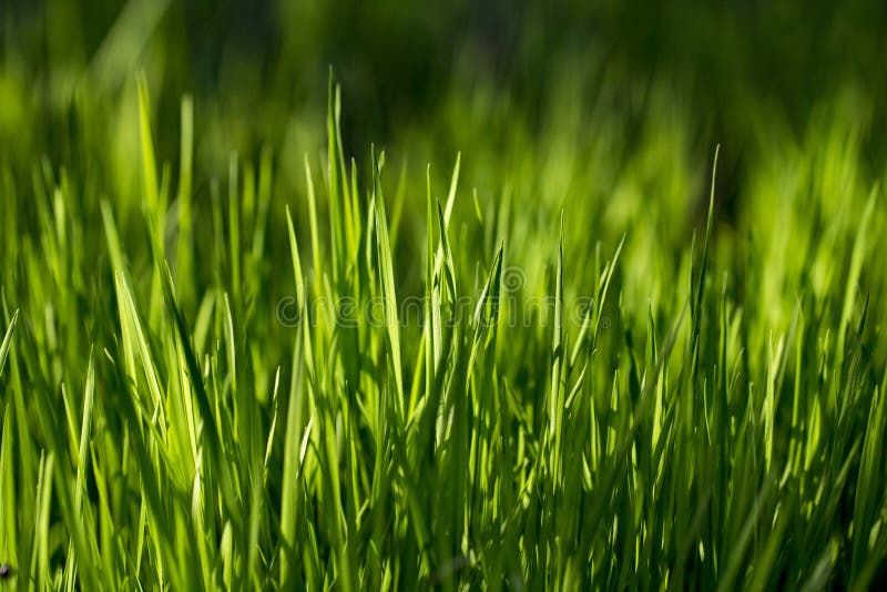Green Grass Texture. Element of Design Stock Photo - Image of beautiful ...