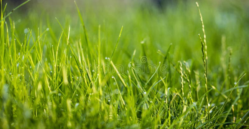 Green Grass Texture. Element of Design Stock Photo - Image of field ...
