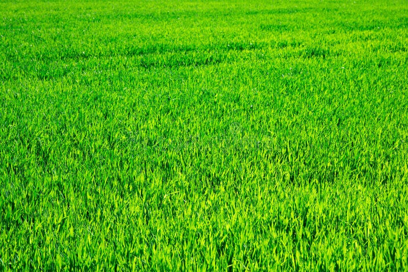 Green grass texture field stock image. Image of green - 263222069