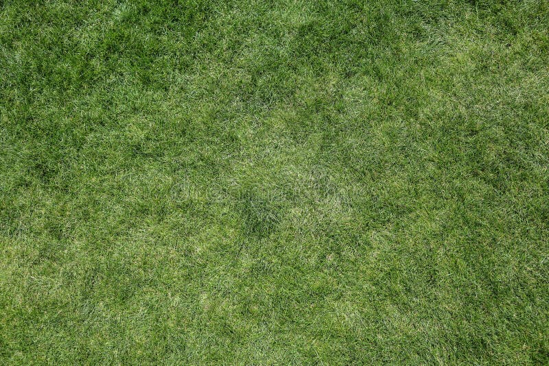 A Green Background Portrait , Green Grass. Nature Concept Grass Stock ...