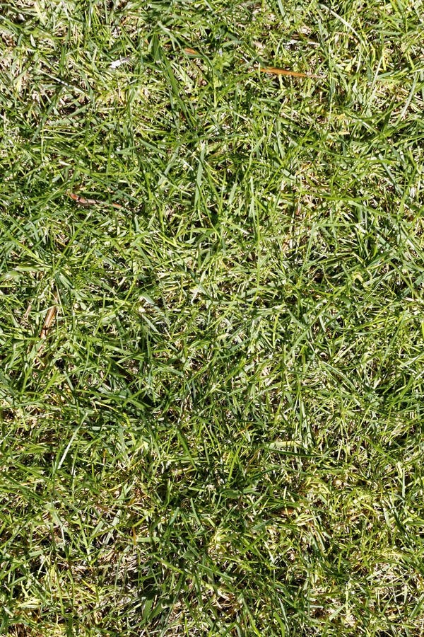 Green Grass Texture on a Golf Course Stock Photo - Image of line, color ...