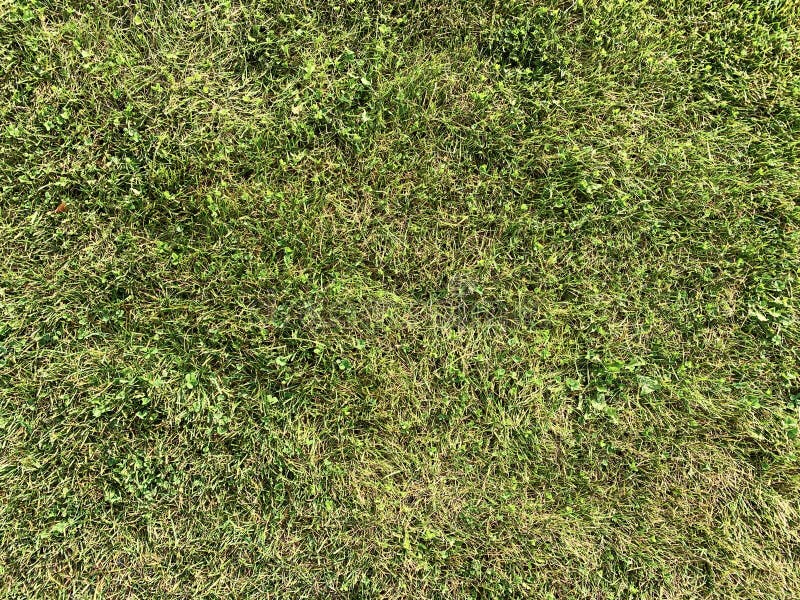 Green grass texture stock photo. Image of color, pattern - 217859836