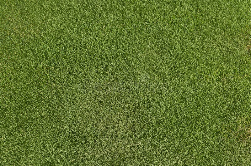 Fifa Grass Texture