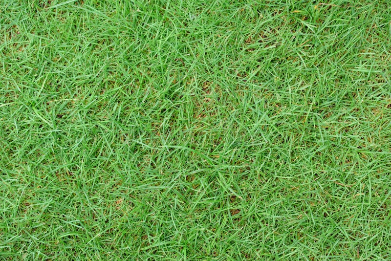 Green Grass Texture Outdoor in High Resolution Stock Photo - Image of ...