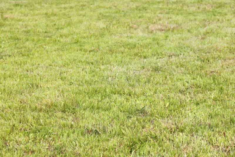 Green Grass Texture Pattern from Top View with Authentic Grassy Lawn ...