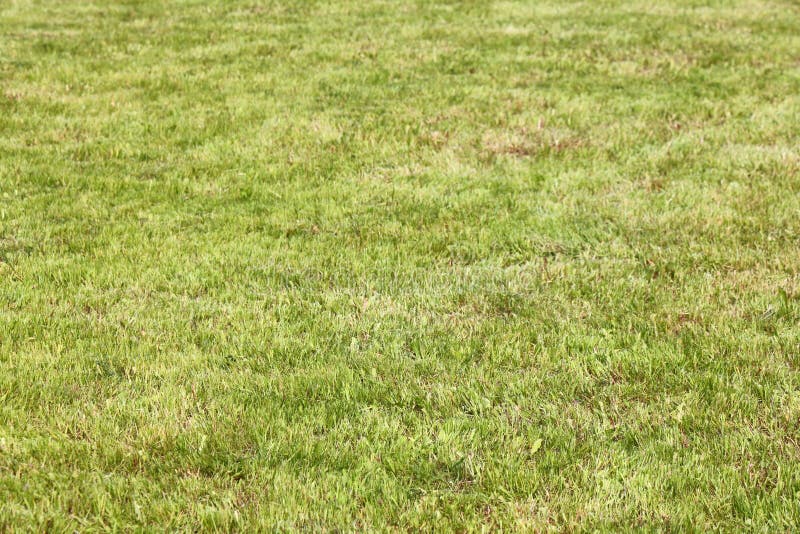 Green Grass Texture Pattern from Top View with Authentic Grassy Lawn ...