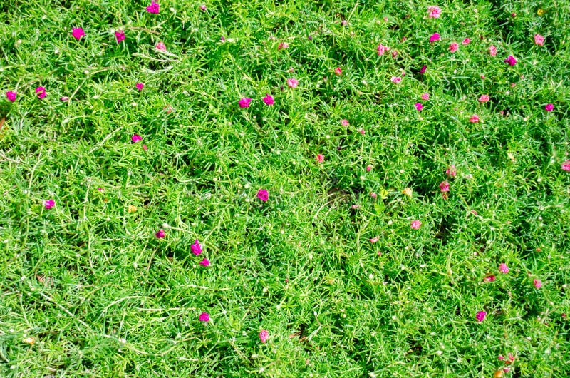 Seamless Texture Pink Flowers Stock Photos - Download 3,178 Royalty ...