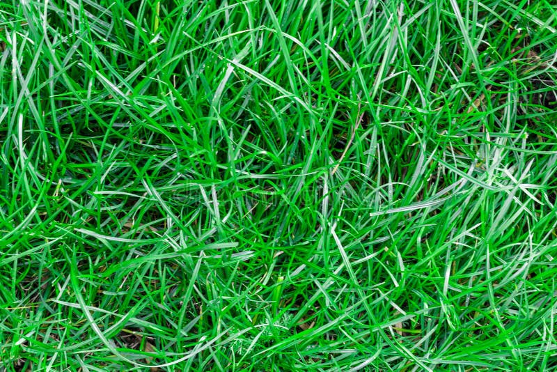 Green Grass Seamless Texture. Seamless in only Horizontal Dimens Stock ...