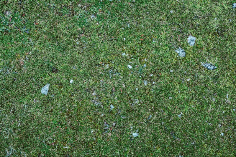 12,245 Grass Rocks Texture Stock Photos - Free & Royalty-Free Stock ...