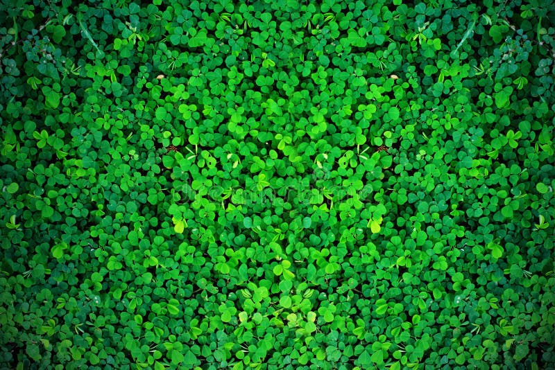 Green Grass Texture Space Background for Text Stock Image - Image of ...