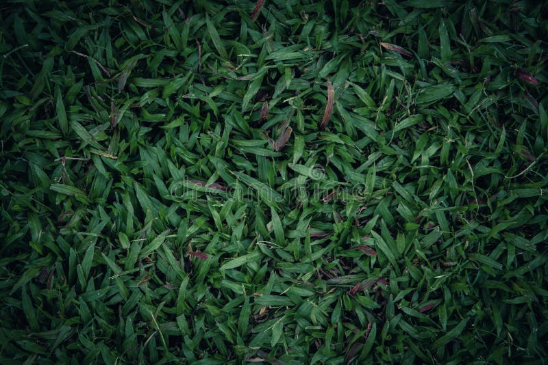 Dark Green Grass Background