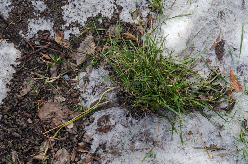 Green Grass on a Thawed Patch. the Onset of Spring Stock Image - Image ...