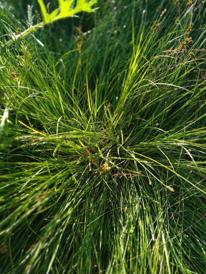 Green Grass with Thin Leaves Stock Image - Image of green, leaf: 215368689