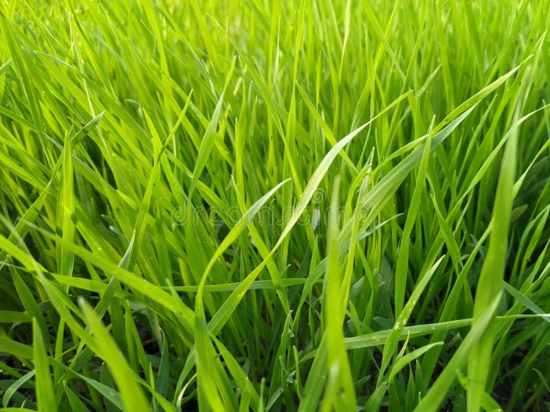 Green Grass. Thin Leaves of Oats Stock Image - Image of beautiful ...