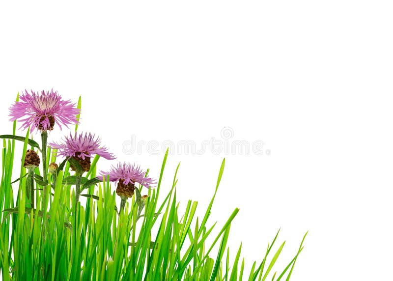 Pink Thistle Flowers and Buds Bouquet Stock Image - Image of green ...