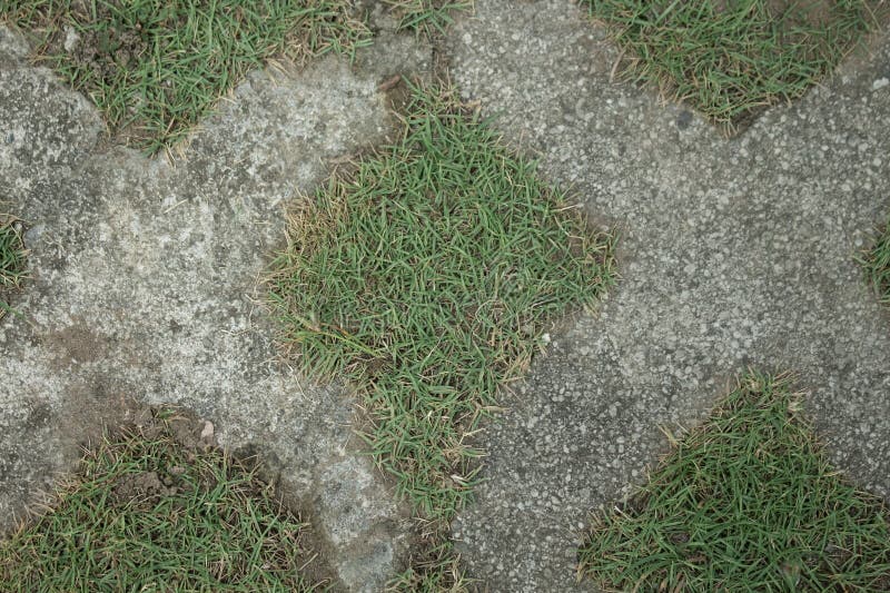 Green Grass Thrives on the Cement and Forms Beautiful Patterns Stock ...