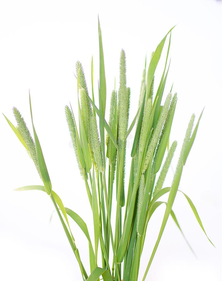 Green Grass Timothy-grass on a White Background Stock Image - Image of ...