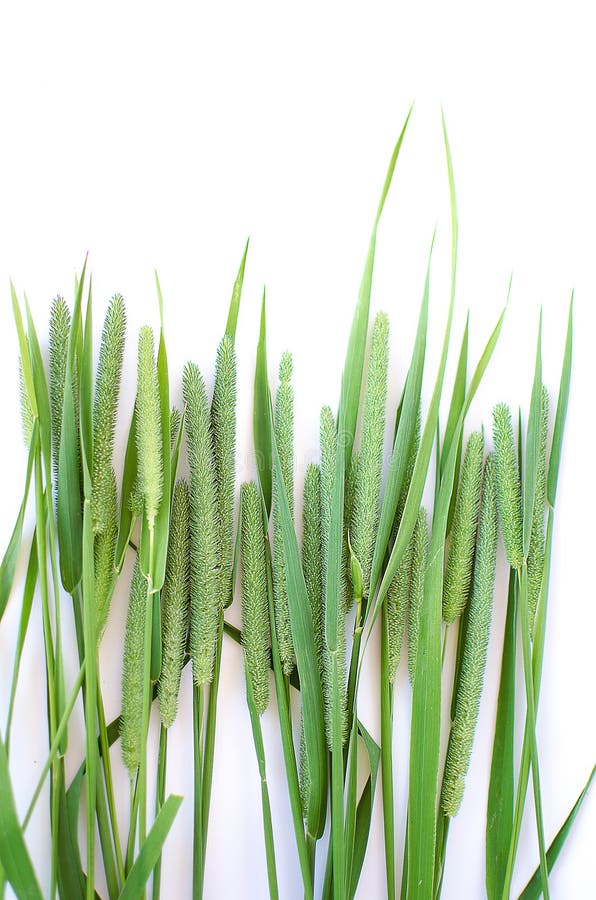 Green Grass Stem Growing Outdoors Stock Photo - Image of flora, garden ...