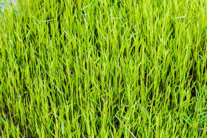 Green grass top view stock photo. Image of grass, nature - 62474268