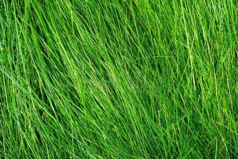 Green grass top view stock image. Image of pasture, freshness - 127545655