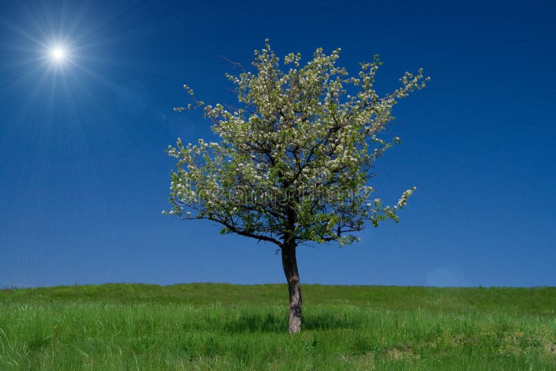 The green grass and tree stock image. Image of landscaped - 5104107