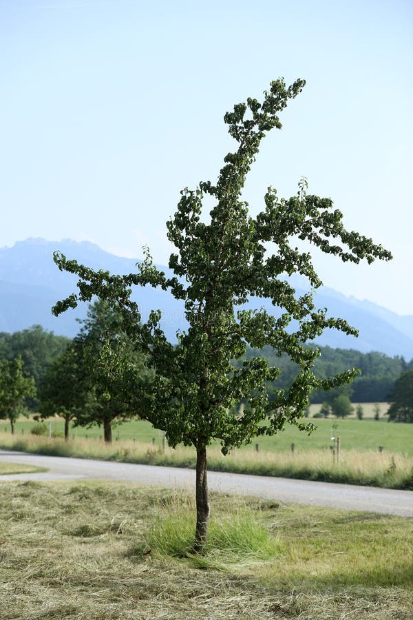 Road and green nature stock photo. Image of fields, road - 102004380