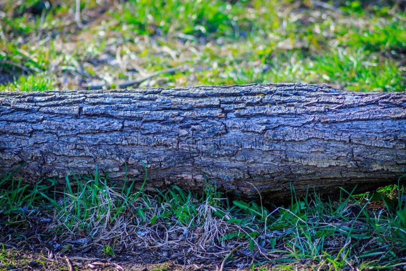 On the Green Grass is a Tree with Bark Stock Photo - Image of broken ...