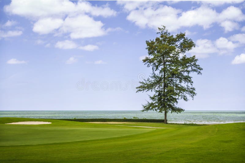 Green Grass and Tree with Blue Sky Stock Image - Image of tree, outdoor ...