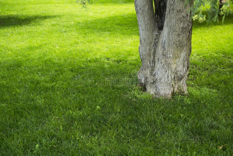 Green Grass and Tree. Park Background Stock Photo - Image of grass ...
