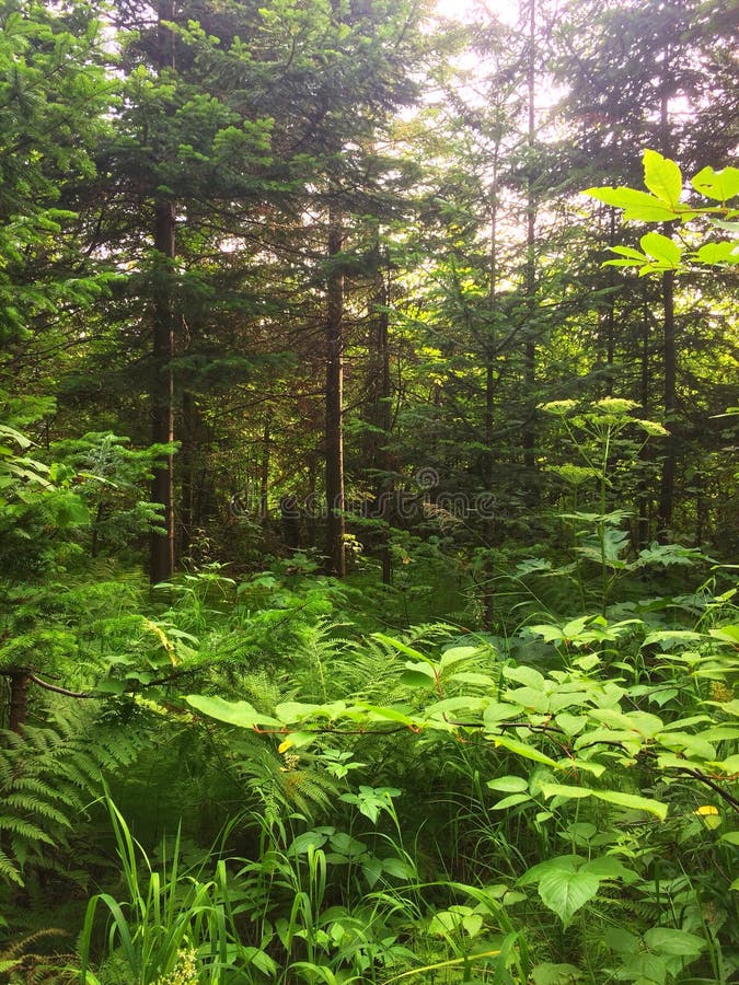 Summer forest landscapes stock photo. Image of sunny - 122191454