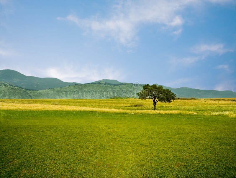 Grass and tree. stock photo. Image of sunlight, green - 108320204