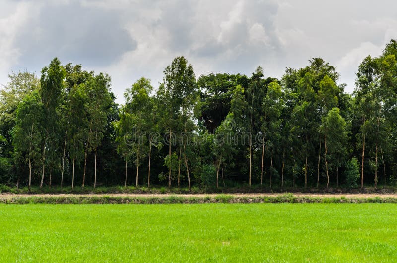 Green grass tree and sky stock image. Image of botany - 39326027