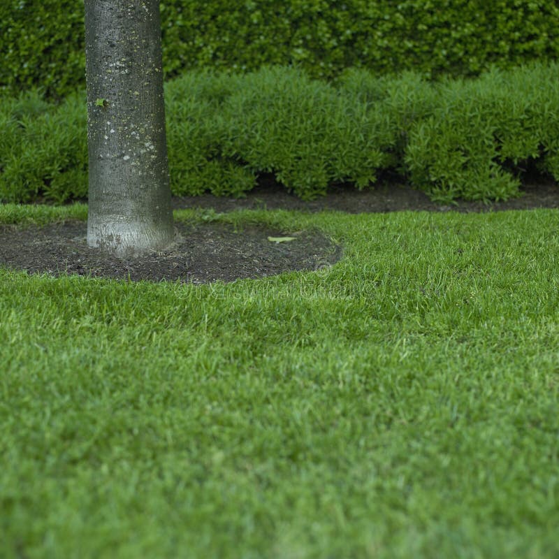 Green grass and tree trunk stock image. Image of basic - 47133941