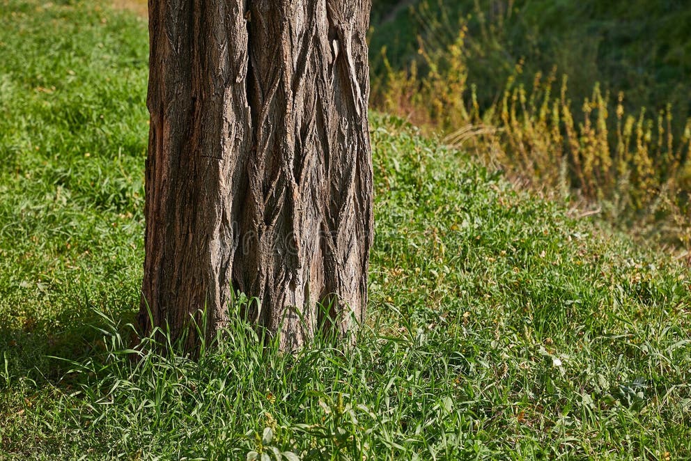 Park with tree and grass stock photo. Image of backyard - 375296418