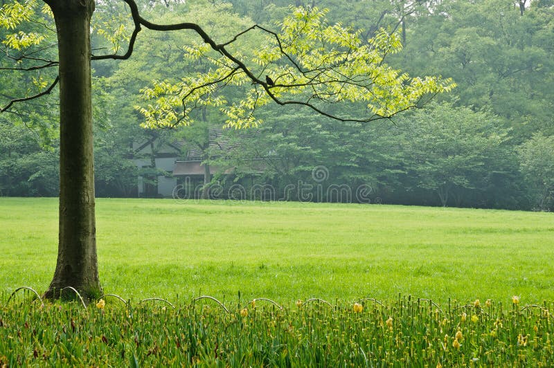 Green grass tree stock photo. Image of leaves, diverse - 30853448