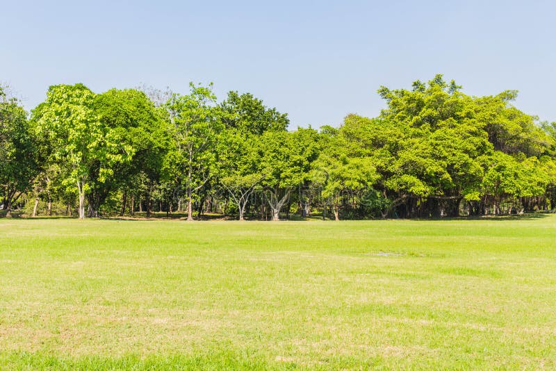 Green grass and trees. stock photo. Image of tree, landscaped - 51009998