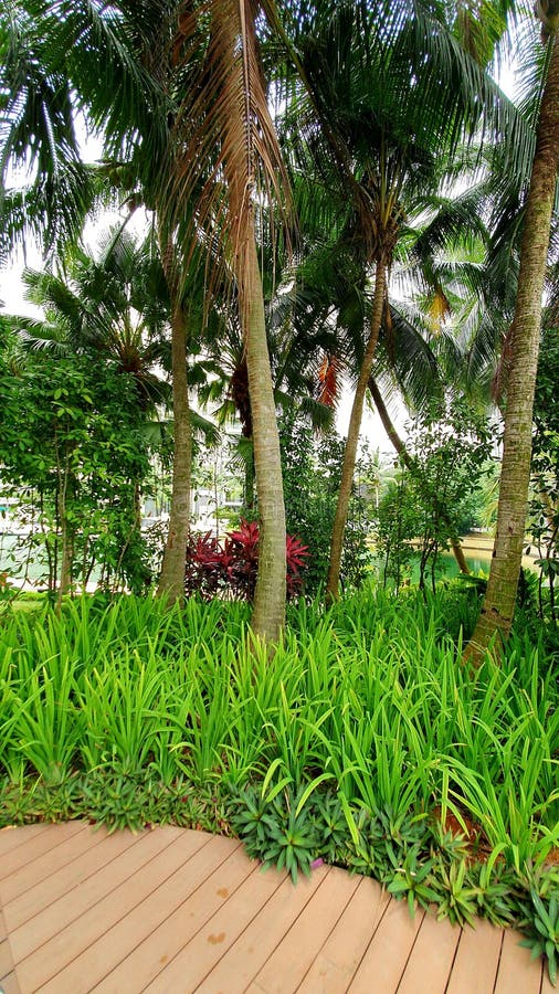 Green Grass with Trees of Coconut Stock Image - Image of coconut ...