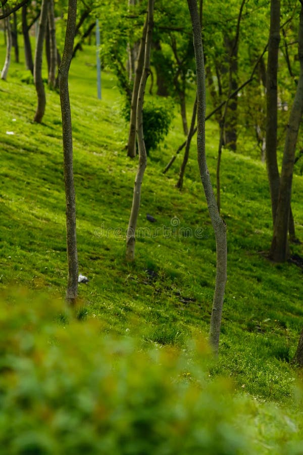 Green Grass with Trees. Forest in the Morning Sun Light Stock Photo ...