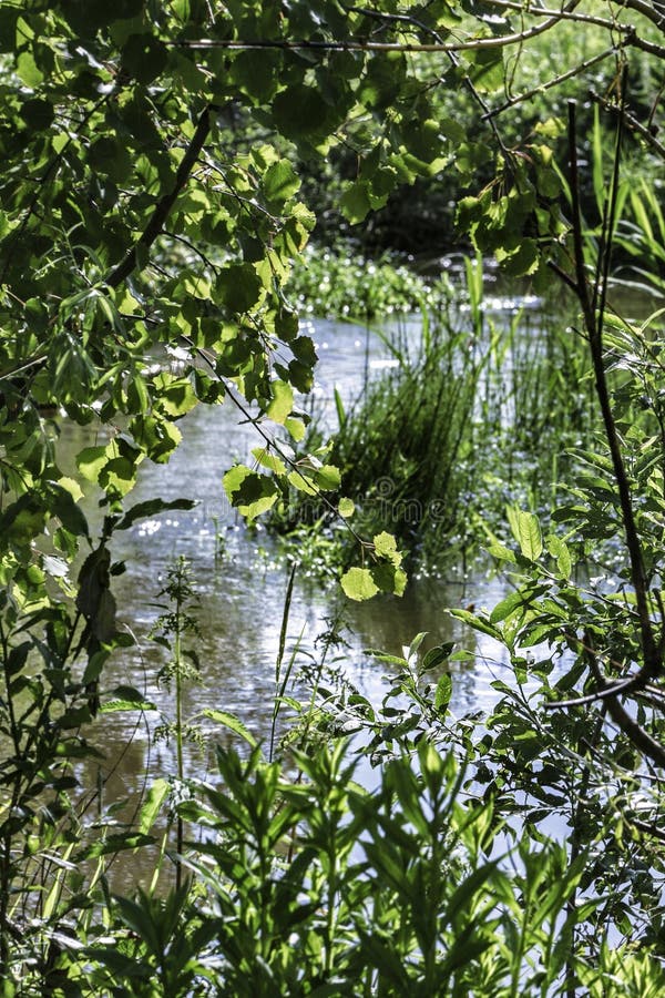 Green Grass and Trees Near Water Stock Image - Image of peaceful ...