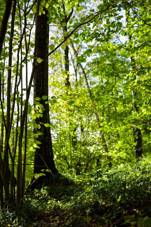 Green Grass and Trees in the Park or Wood Stock Photo - Image of ...