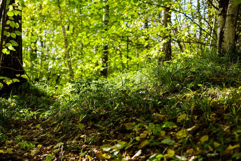 Green Grass and Trees in the Park or Wood Stock Image - Image of ...