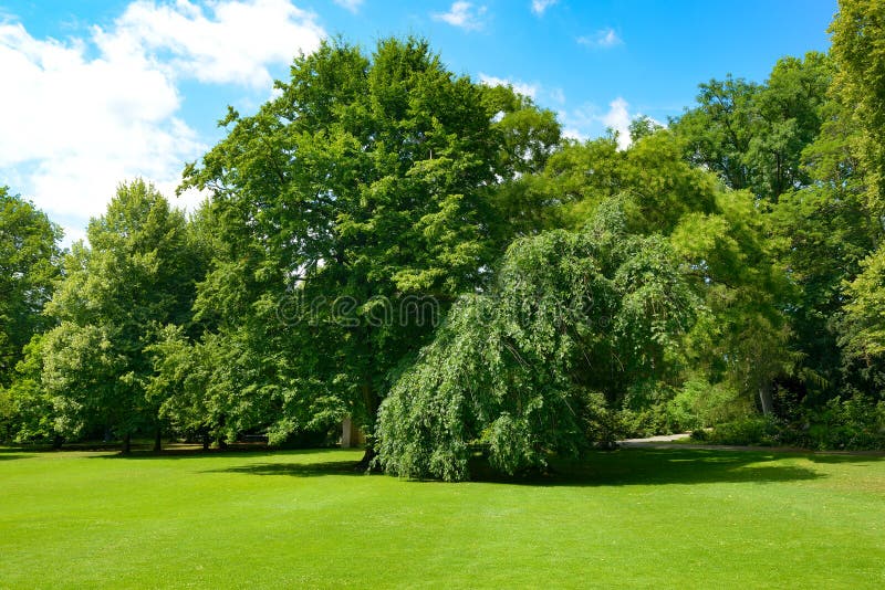 Green Grass and Trees in Picturesque Clearing in the Park Stock Photo ...