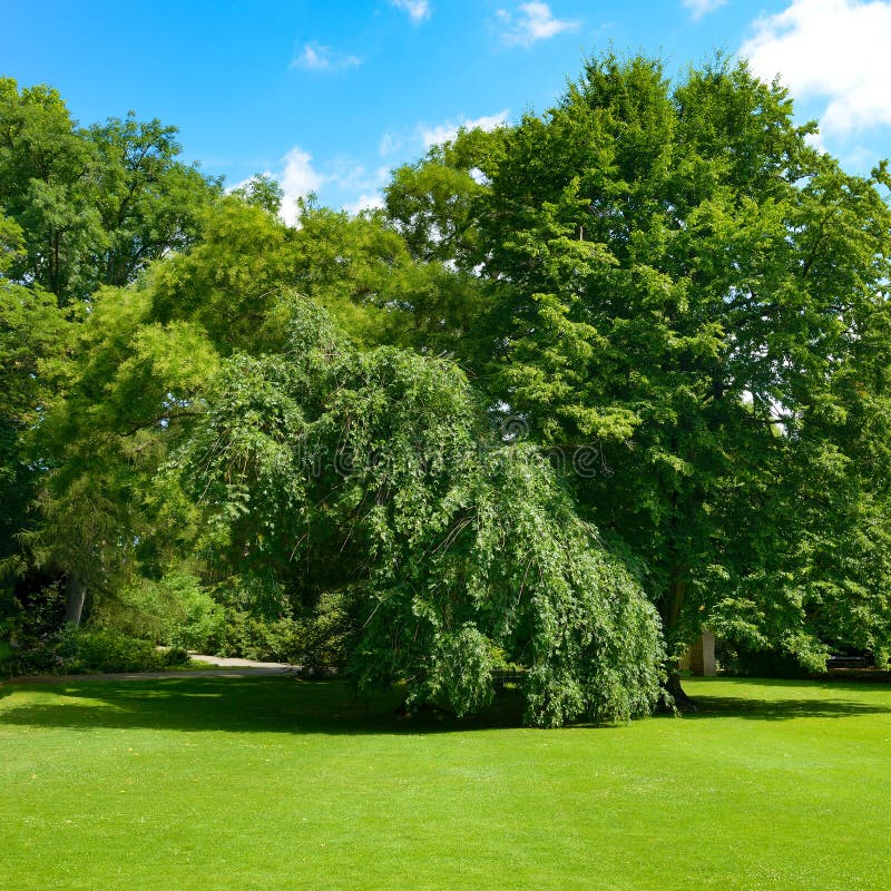 Green Grass and Trees in Picturesque Clearing in the Park Stock Photo ...