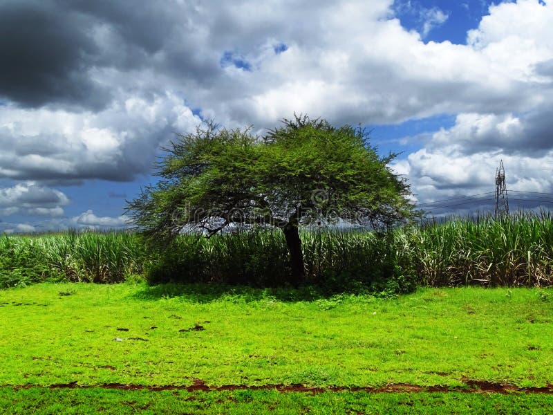 Green Grass, Trees, Sky Background. Nature Background. Stock Photo ...